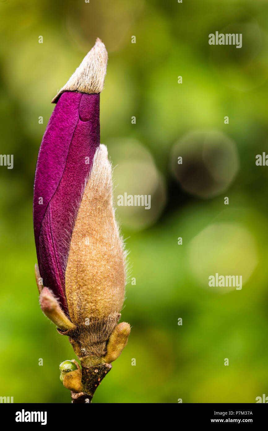 Magnolia carpels hi-res stock photography and images - Alamy