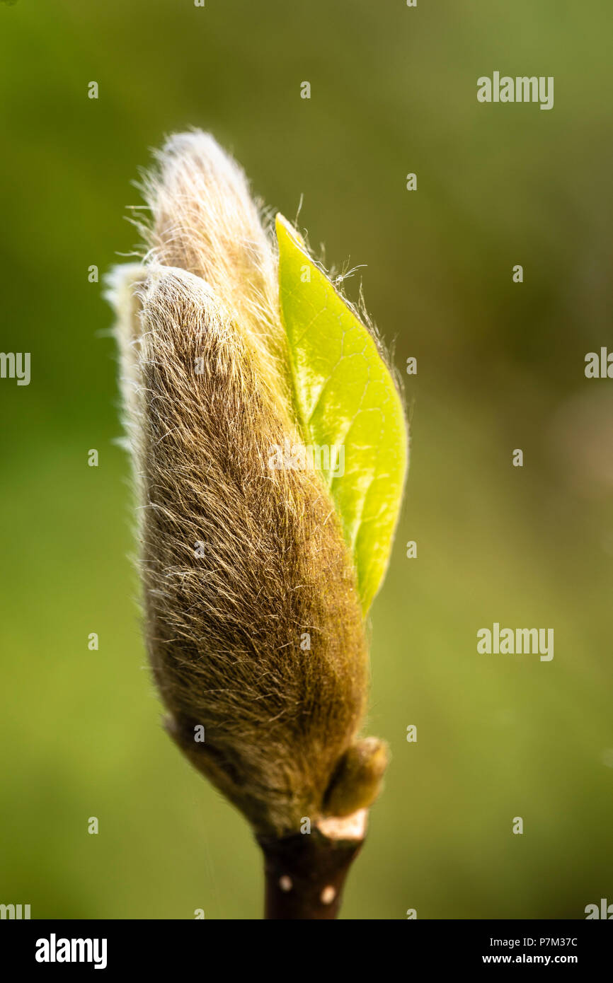 Magnolia carpels hi-res stock photography and images - Alamy
