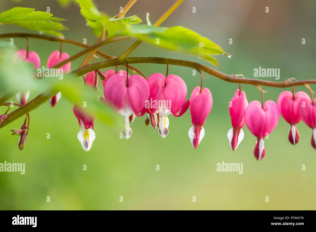 Bleeding heart flowers hi-res stock photography and images - Alamy