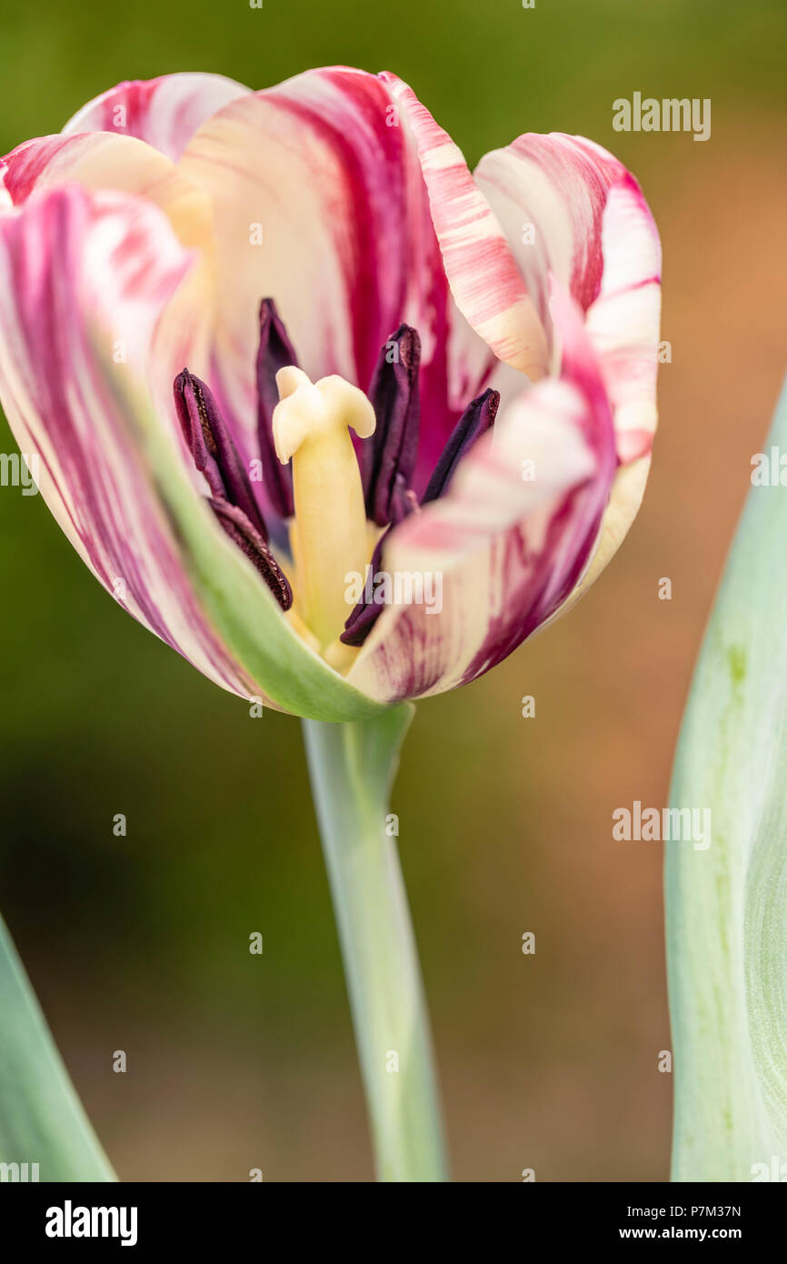 Tulip, close up Stock Photo - Alamy