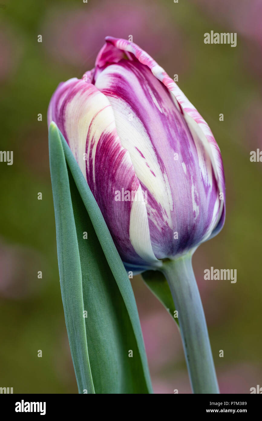 Closed tulip flower hi-res stock photography and images - Alamy