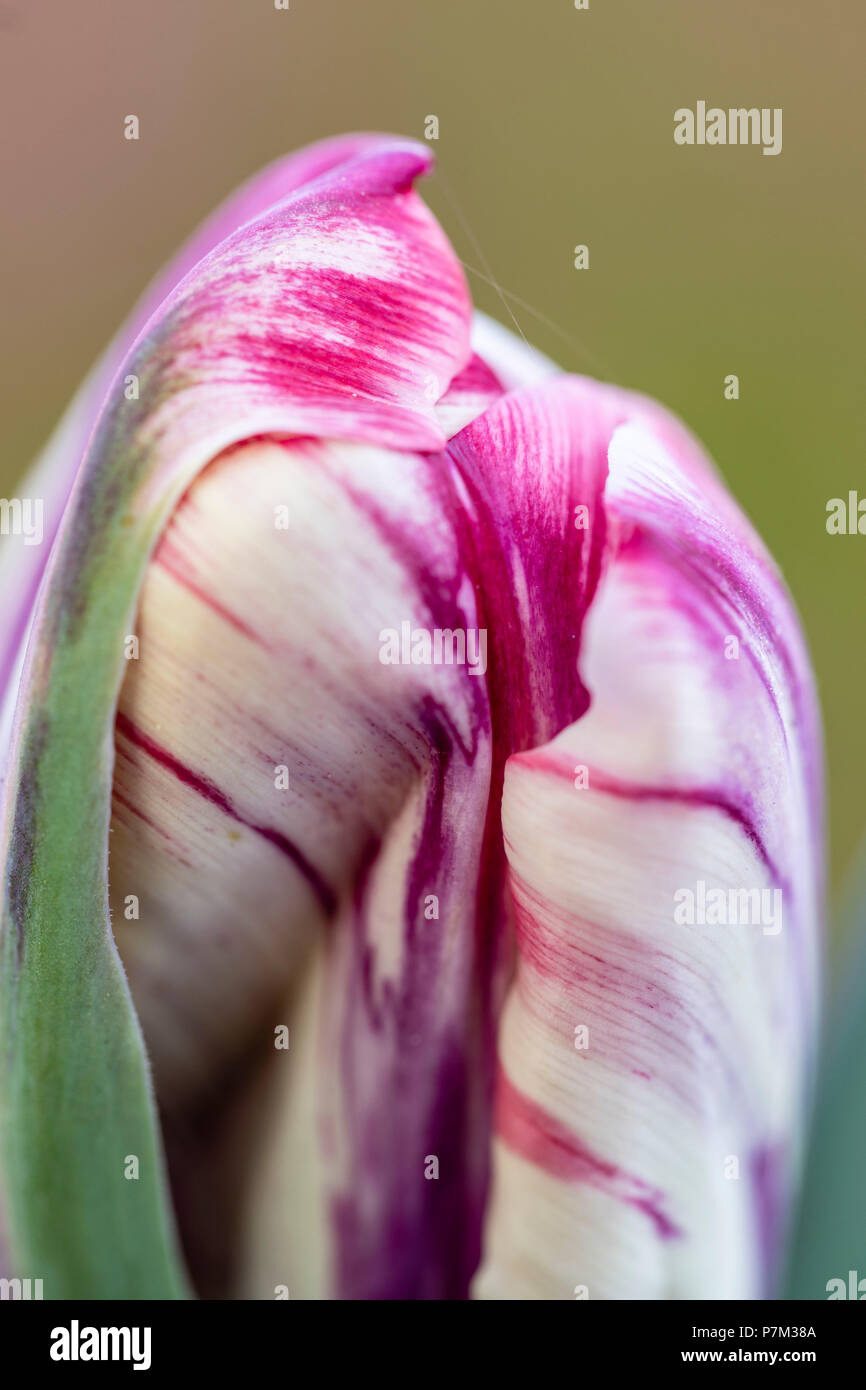 Closed tulip flower hi-res stock photography and images - Alamy