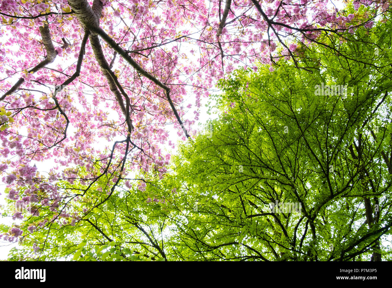 Two spring trees Stock Photo - Alamy