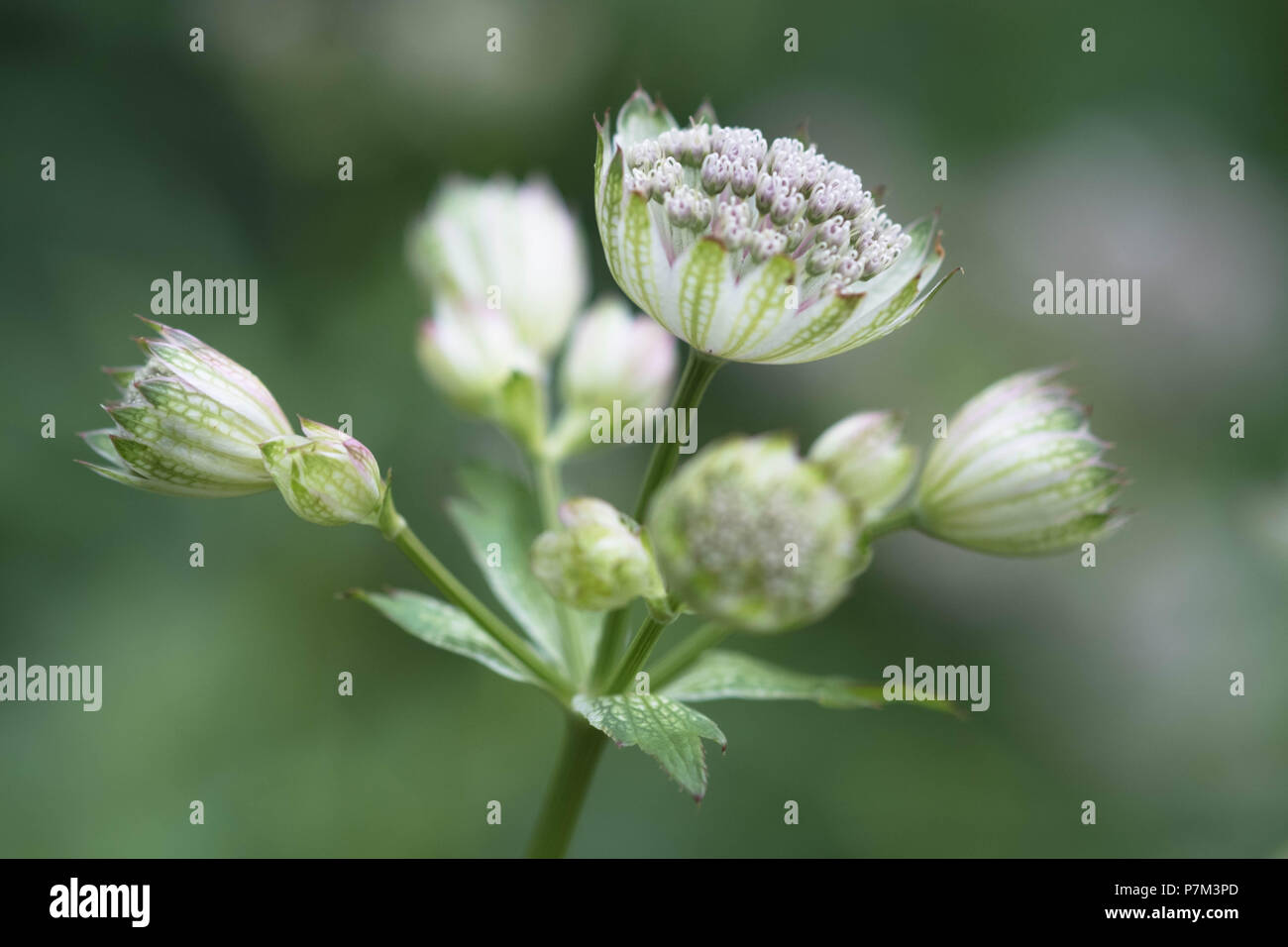 Cup-shaped white flower Stock Photo - Alamy