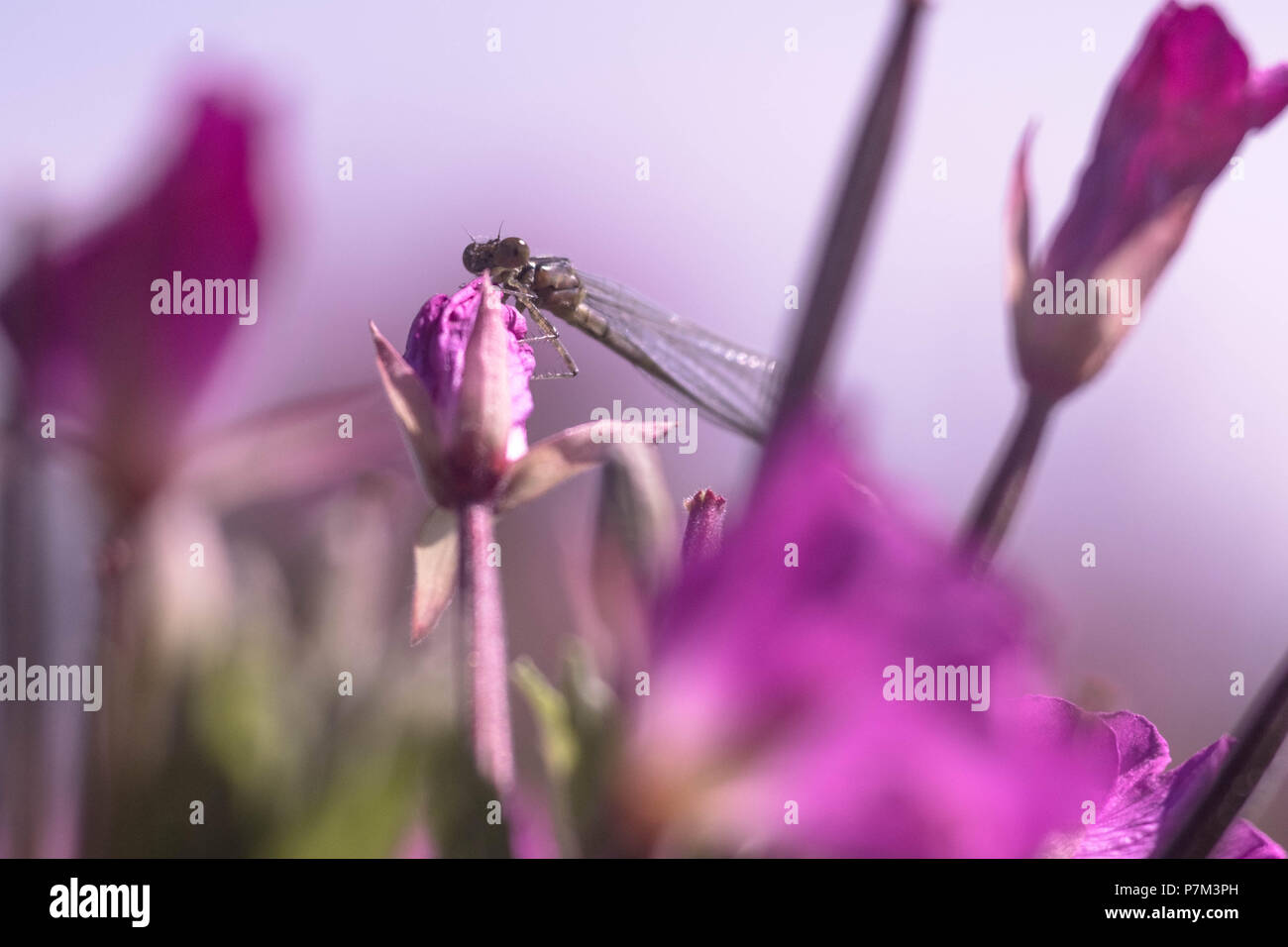 Green Dragonfly Stock Photos & Green Dragonfly Stock Images - Alamy