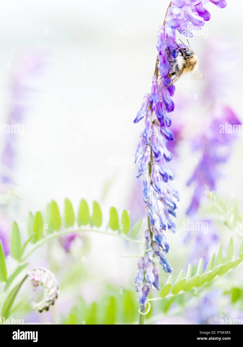 High key flower hi-res stock photography and images - Alamy