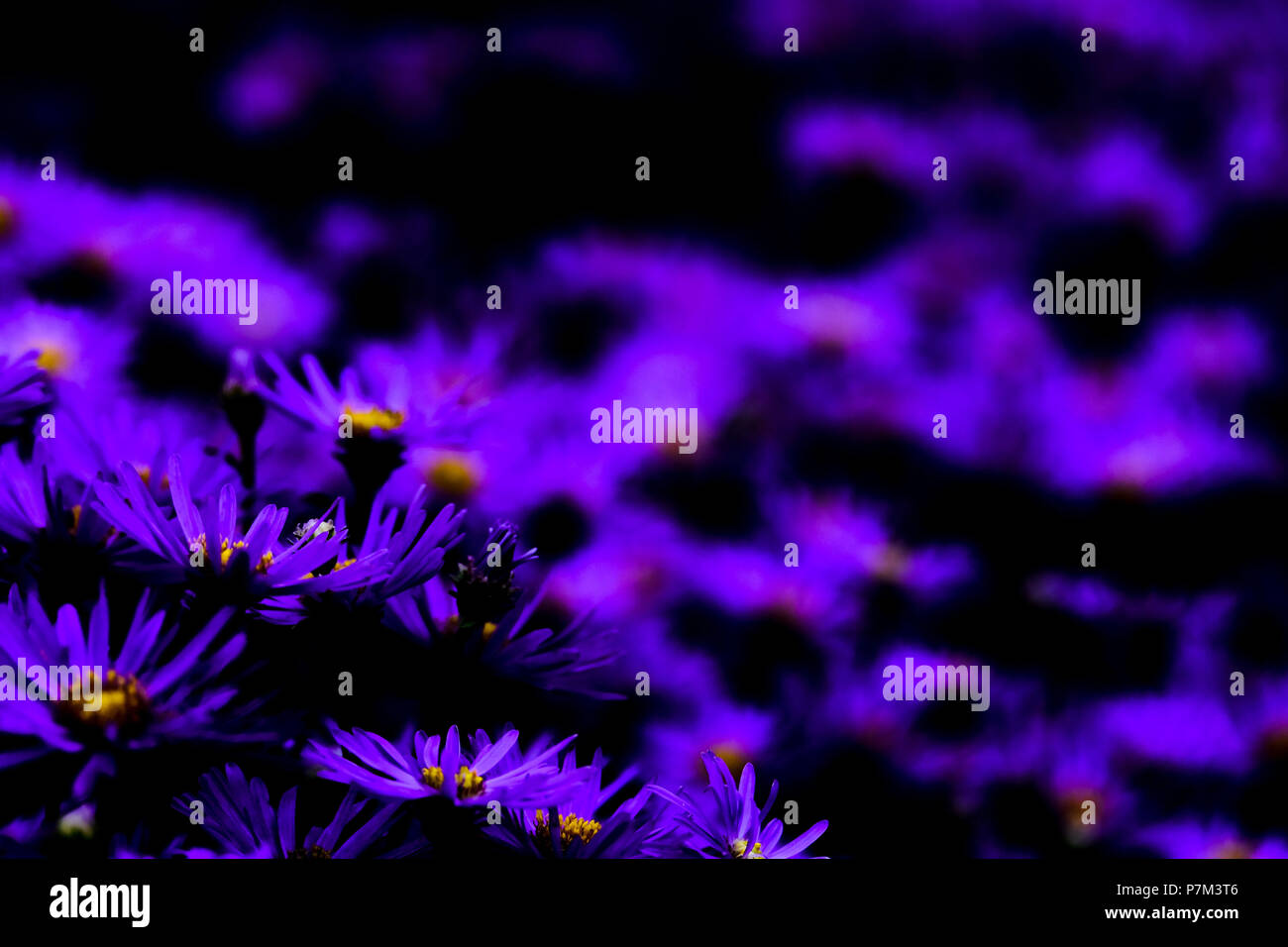 Low key flowers hi-res stock photography and images - Alamy