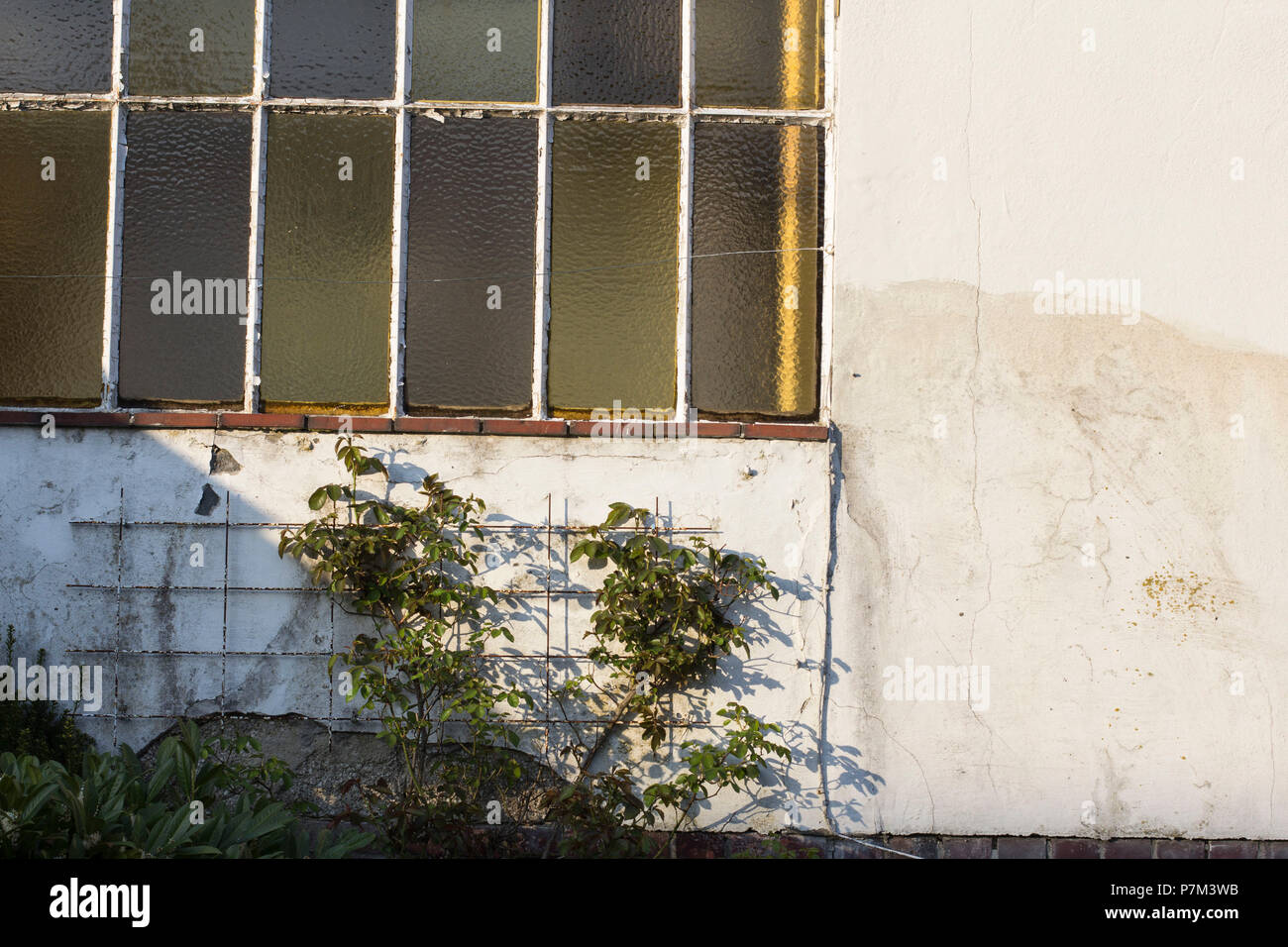 Old overgrown house wall with windows Stock Photo - Alamy