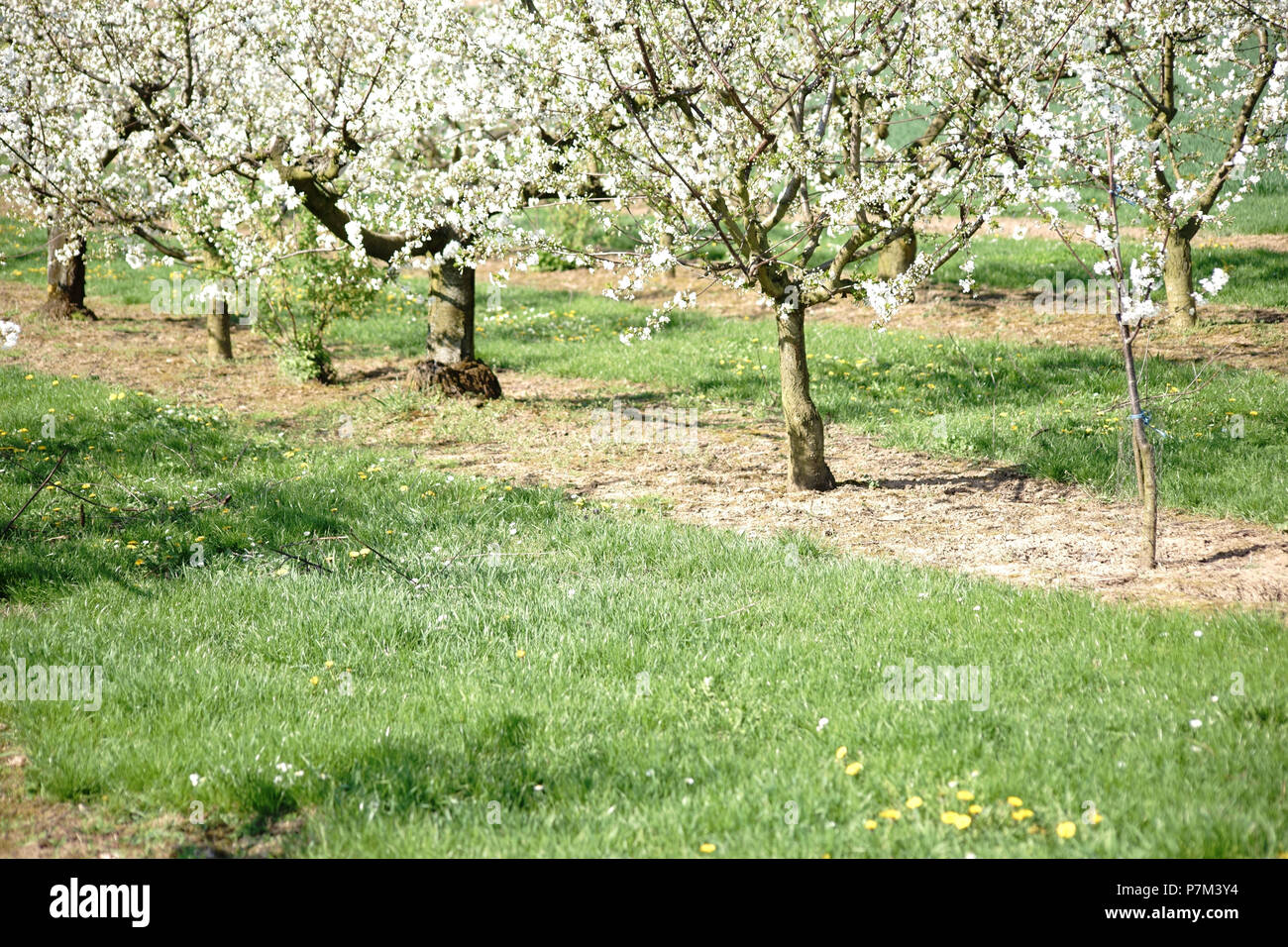Spring in bloom hi-res stock photography and images - Alamy