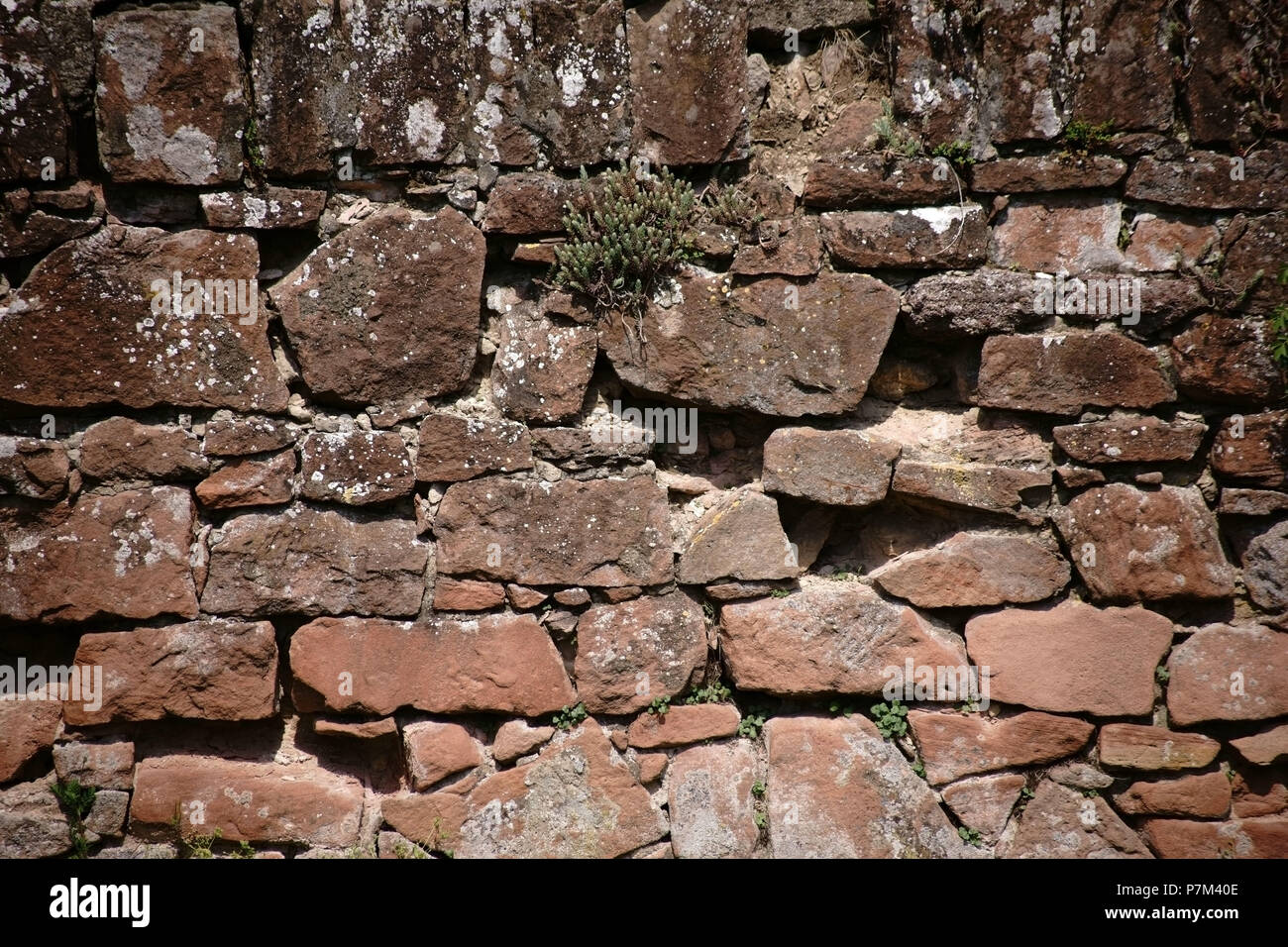 A rustic wall of staggered and broken stones with scattered succulent ...