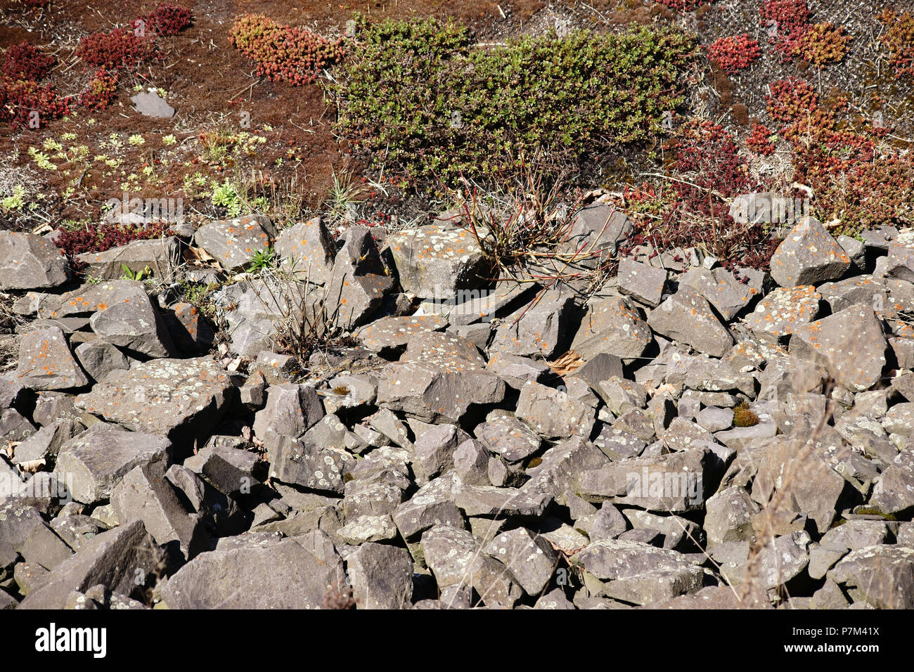 The top view and close-up on the stones of a dried-up scree riverbed ...