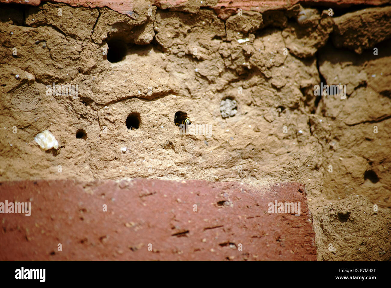 A wasp climbing into a breeding tube of an insect hotel made of clay ...