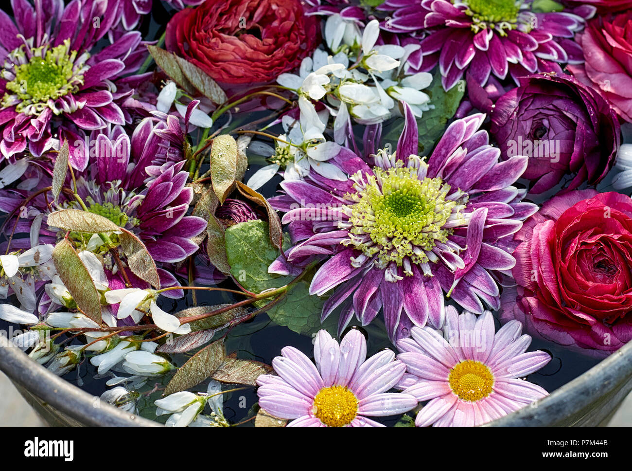 Flowers in a zinc bucket Stock Photo - Alamy