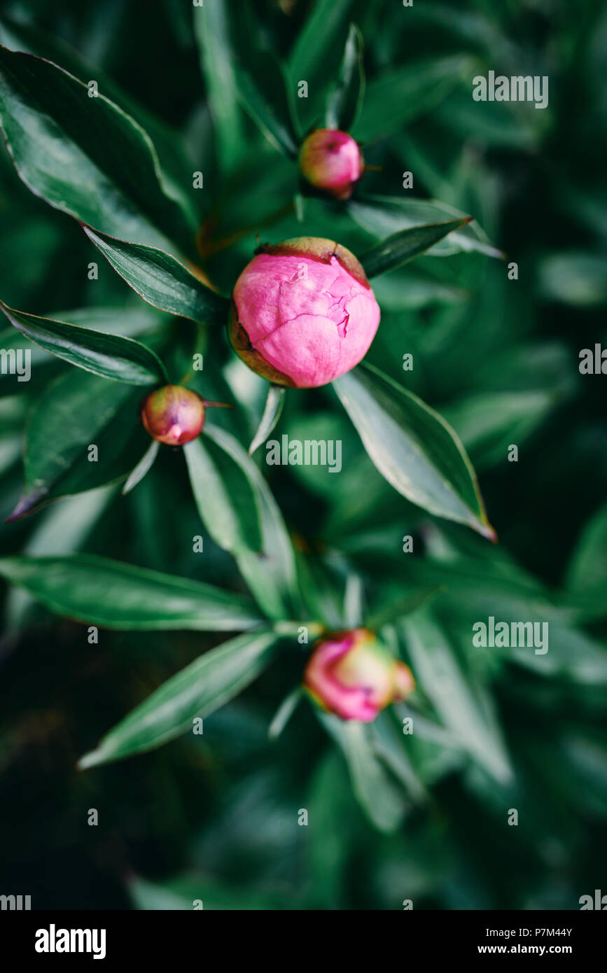 Closed peony buds hi-res stock photography and images - Alamy