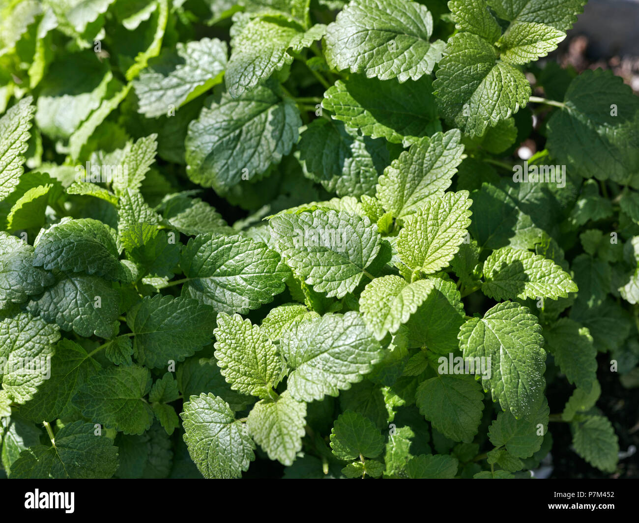 Lemon balm in zinc tub Stock Photo - Alamy