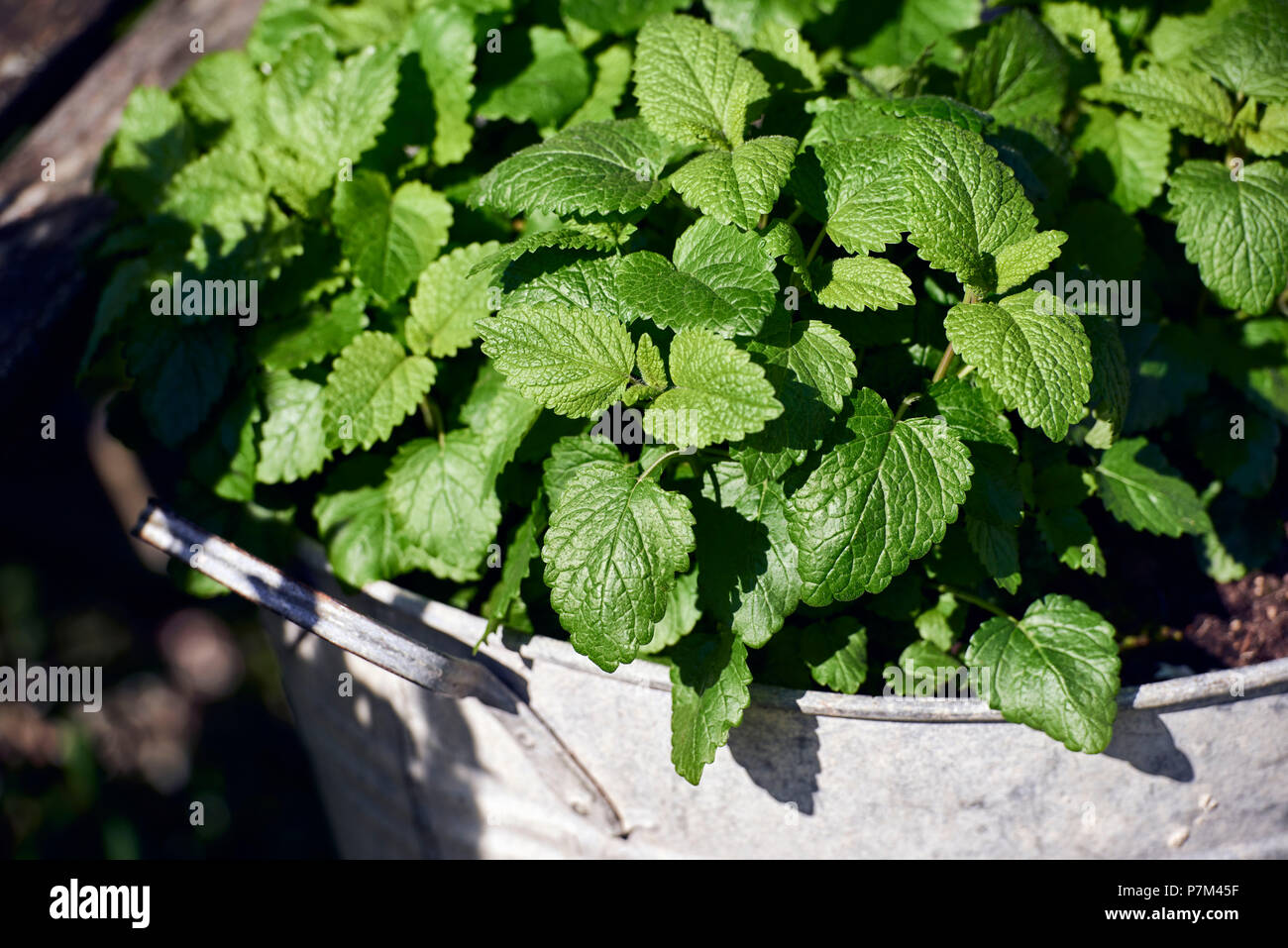 Lemon balm in zinc tub Stock Photo - Alamy