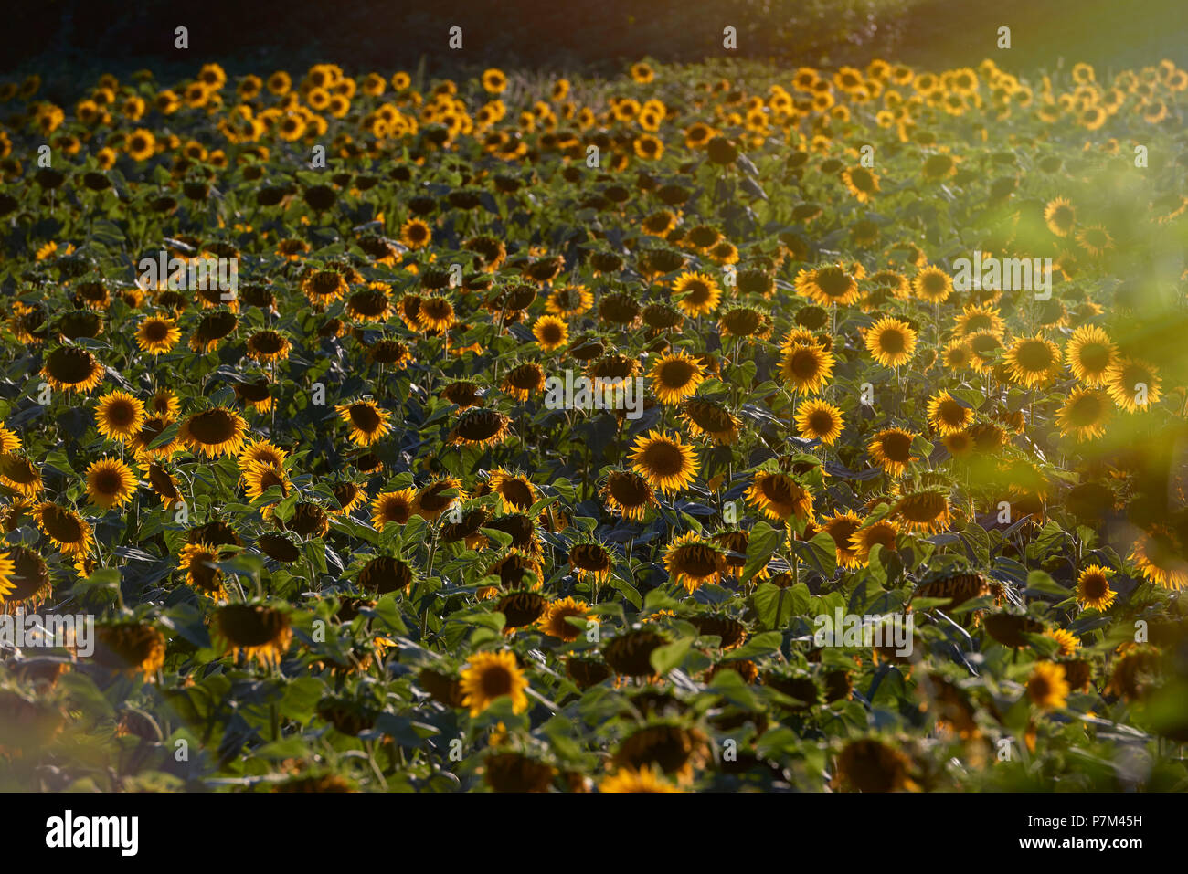 Sunflowers in morning summer field hi-res stock photography and images ...