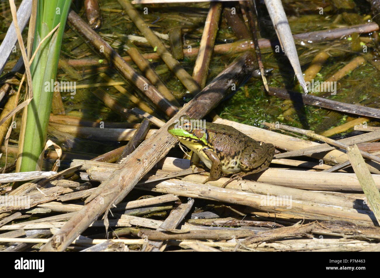 Bullfrog canada hi-res stock photography and images - Alamy