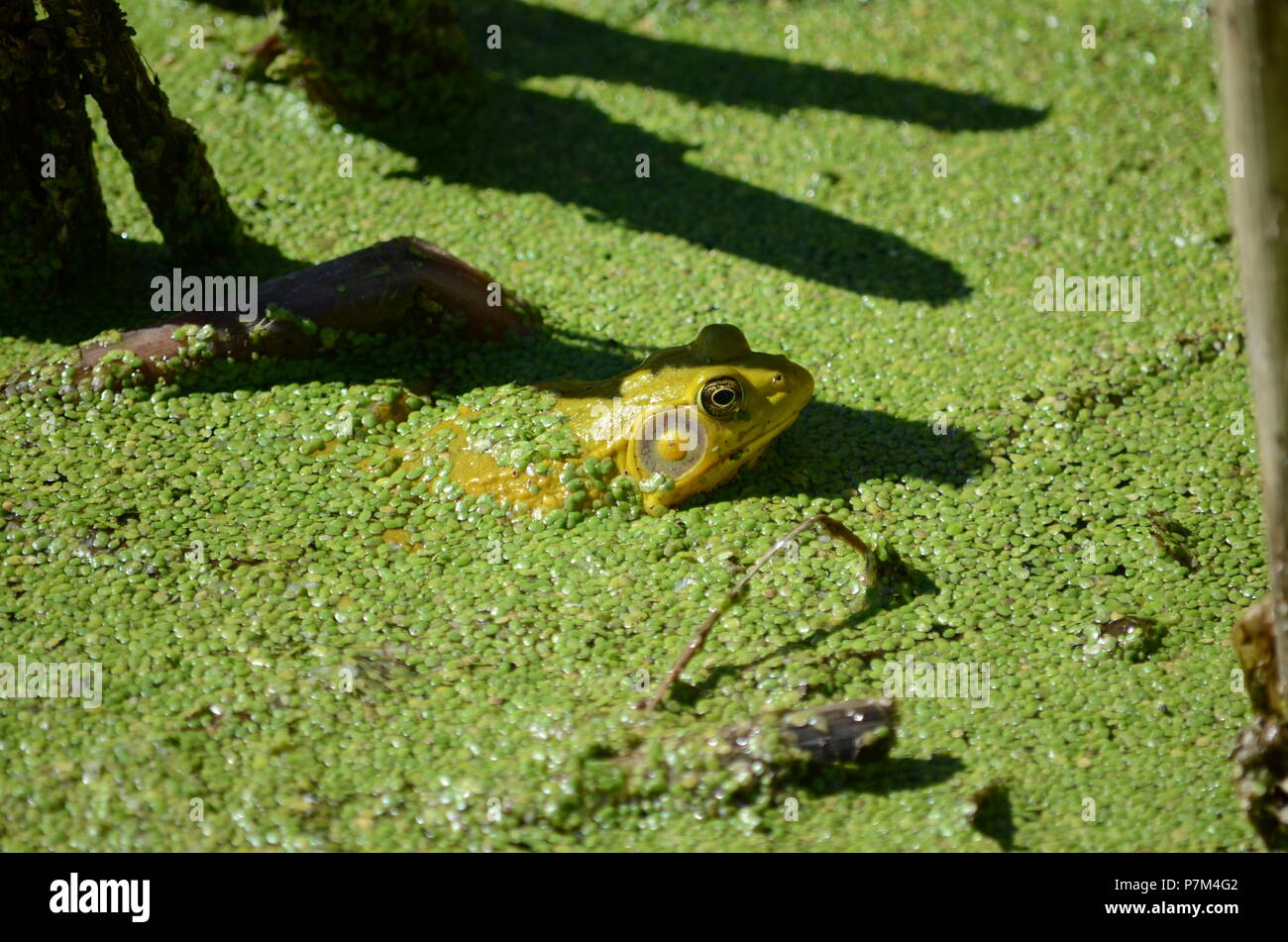 Green frog, male, with yellow throat during breeding season in Ontario ...