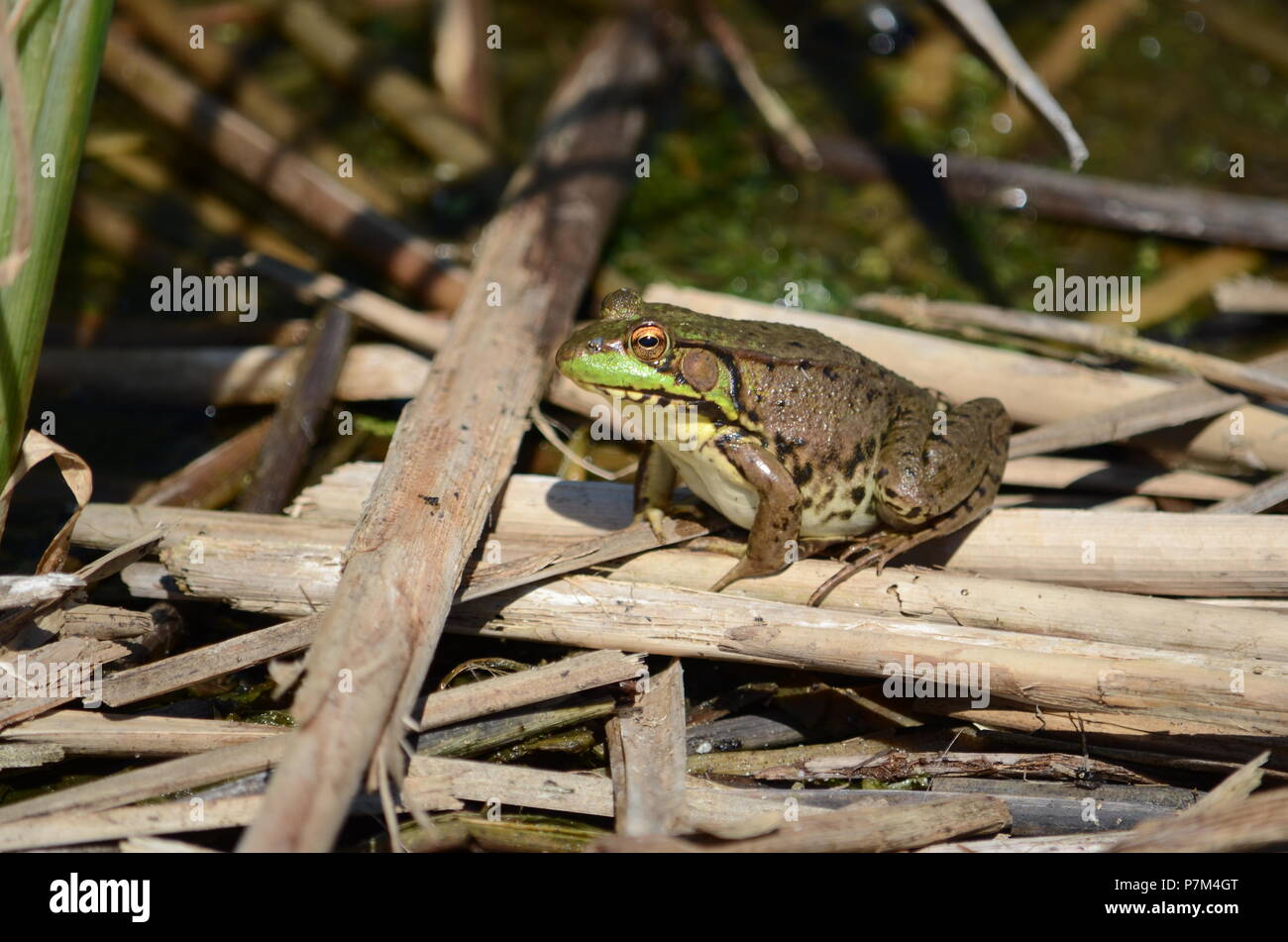 Green frog, male, with yellow throat during breeding season in Ontario ...