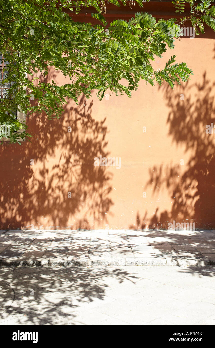 Shadow of trees on a wall Stock Photo - Alamy