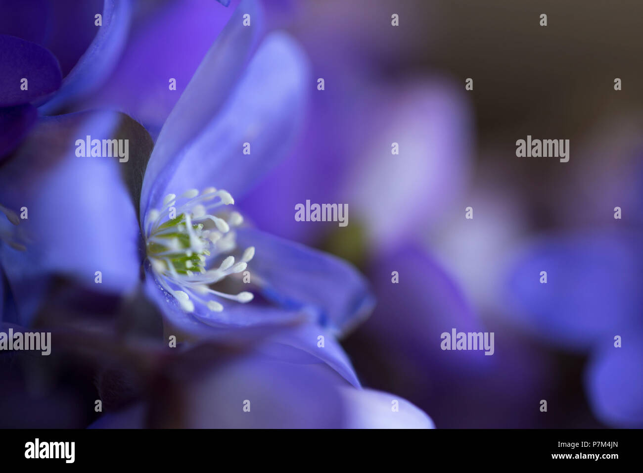 Close-up of liverwort flower (Hepatica nobelis), macro Stock Photo - Alamy