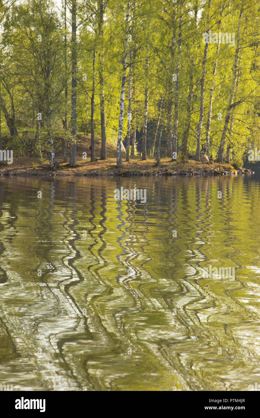 Spring birch reflection on the lake, small waves on surface of the ...