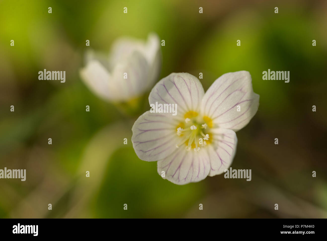 Flower sorrel summer close up hi-res stock photography and images - Alamy