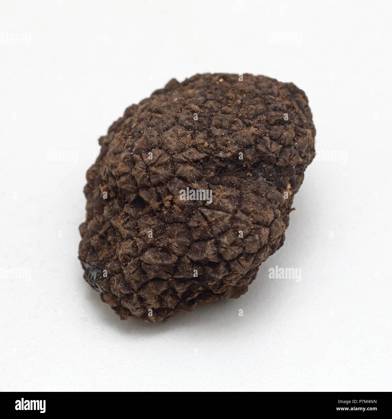 One Big Black Truffle Edible Mushroom Delicacy Stock Photo - Alamy