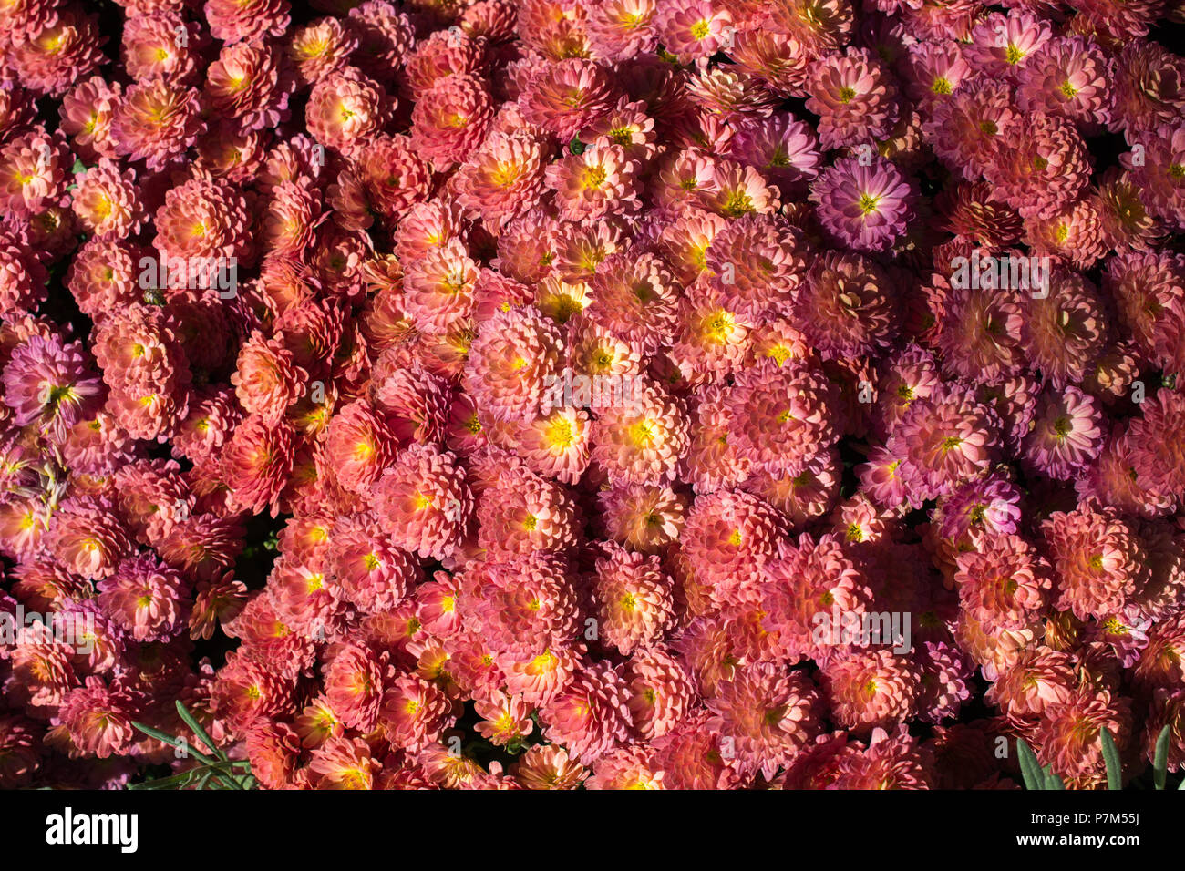 Beautiful fresh flowers as a background Stock Photo - Alamy