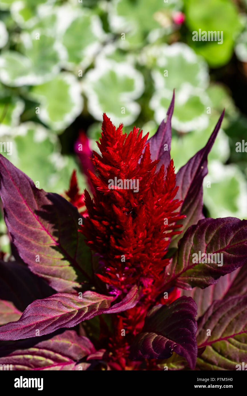Red cockscomb (Celosia) plant shines bright in the afternoon sun Stock ...