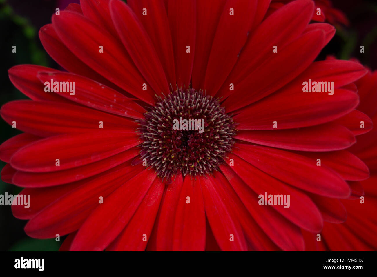 Bright red gerbera daisy flowers hi-res stock photography and images ...