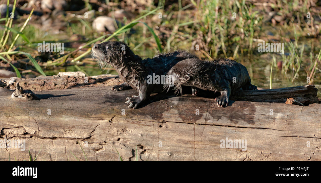 Animals drying off hi-res stock photography and images - Alamy