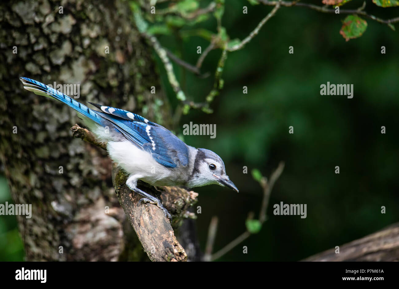 A blue jay is seen in profile leaning forward while perched on an apple ...