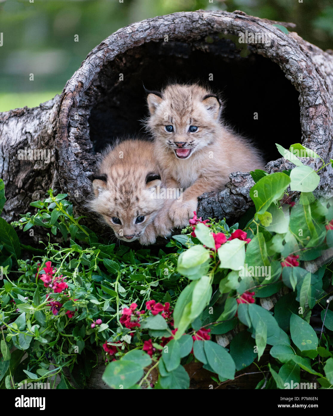 Discovering a New World Stock Photo - Alamy Discovering a New World Stock Photo - Alamy