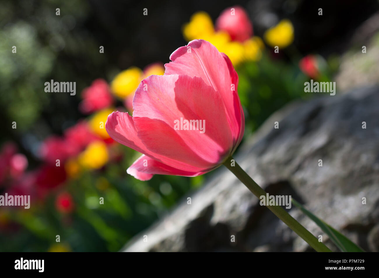Fresh tulip of pink color in nature in spring time Stock Photo - Alamy