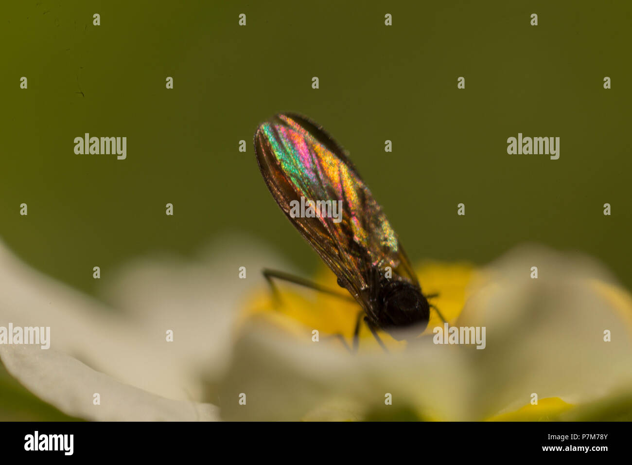 Opalescent colors hi-res stock photography and images - Alamy
