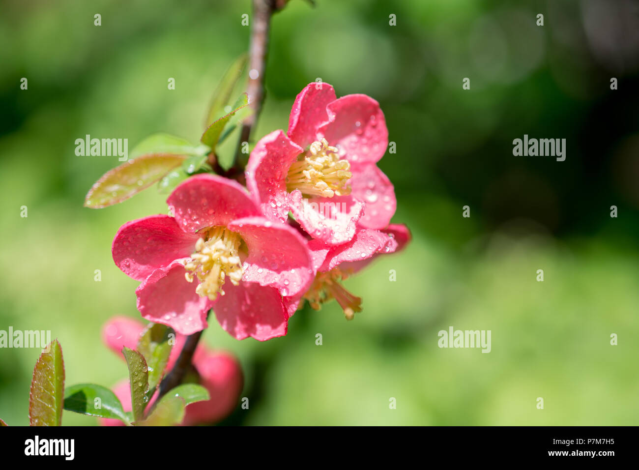 Tree bloom blossom beautiful flowers in spring season Stock Photo - Alamy