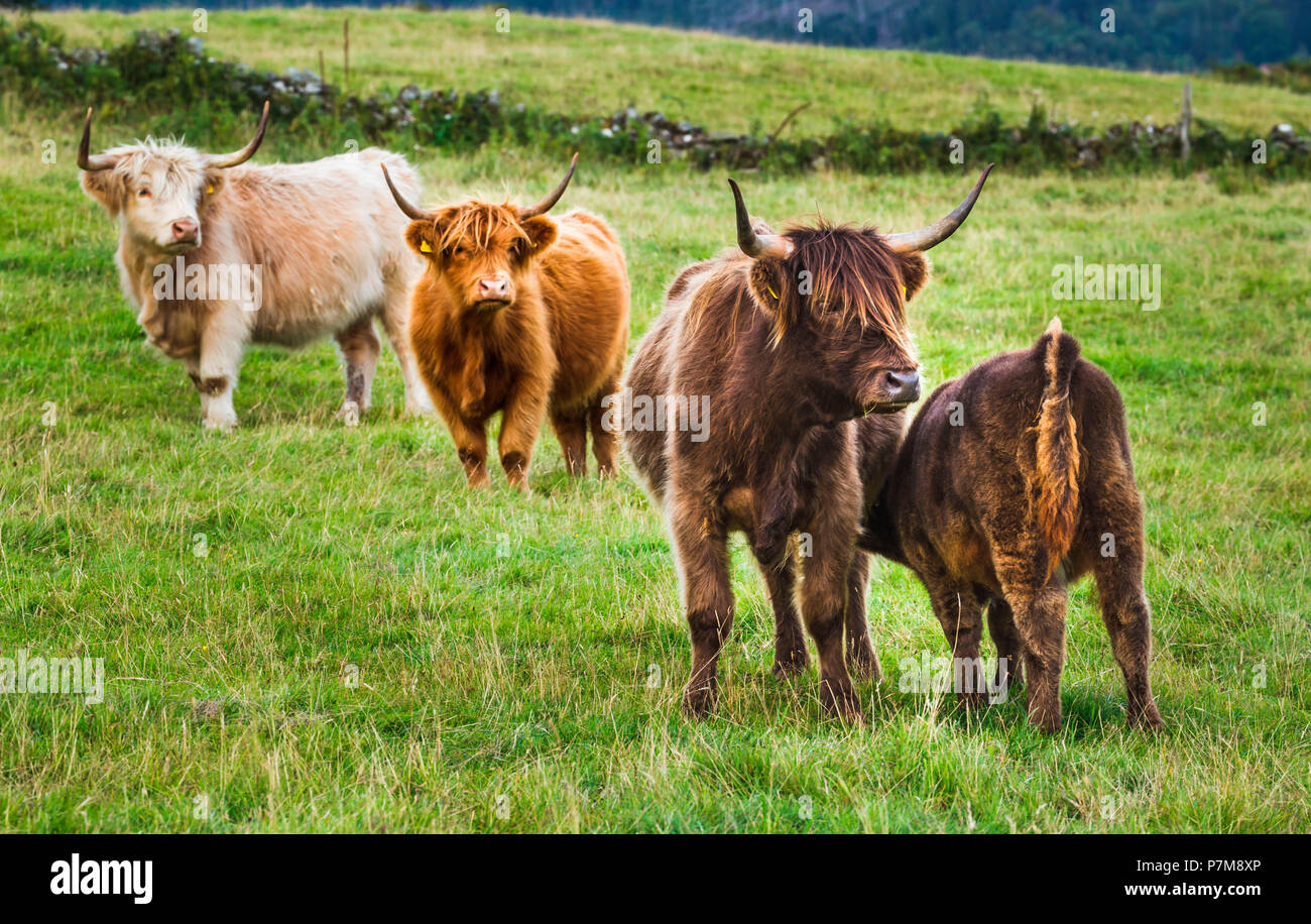 Highland cattle grazing in fields, Scottish Highlands, Scotland Stock ...