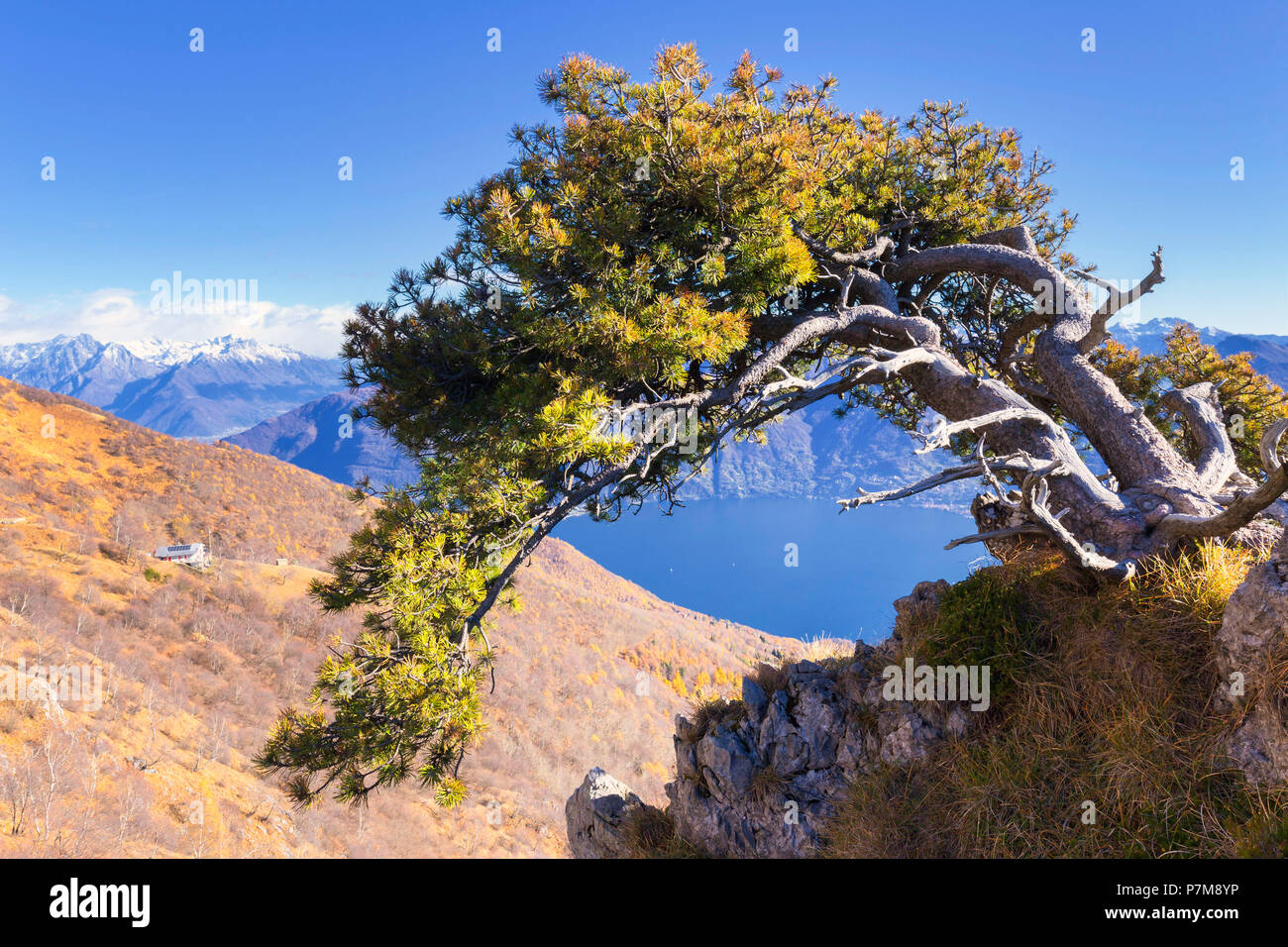 Pine on the ridge overlooking the Rifugio Menaggio. Monte Grona, Plesio ...