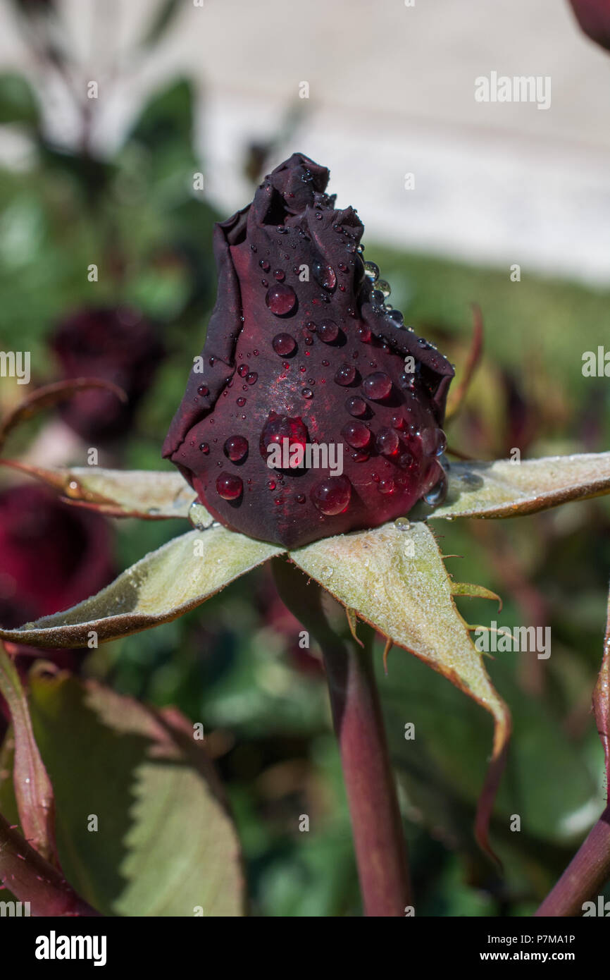 Blooming beautiful colorful rose bud in garden background Stock Photo ...