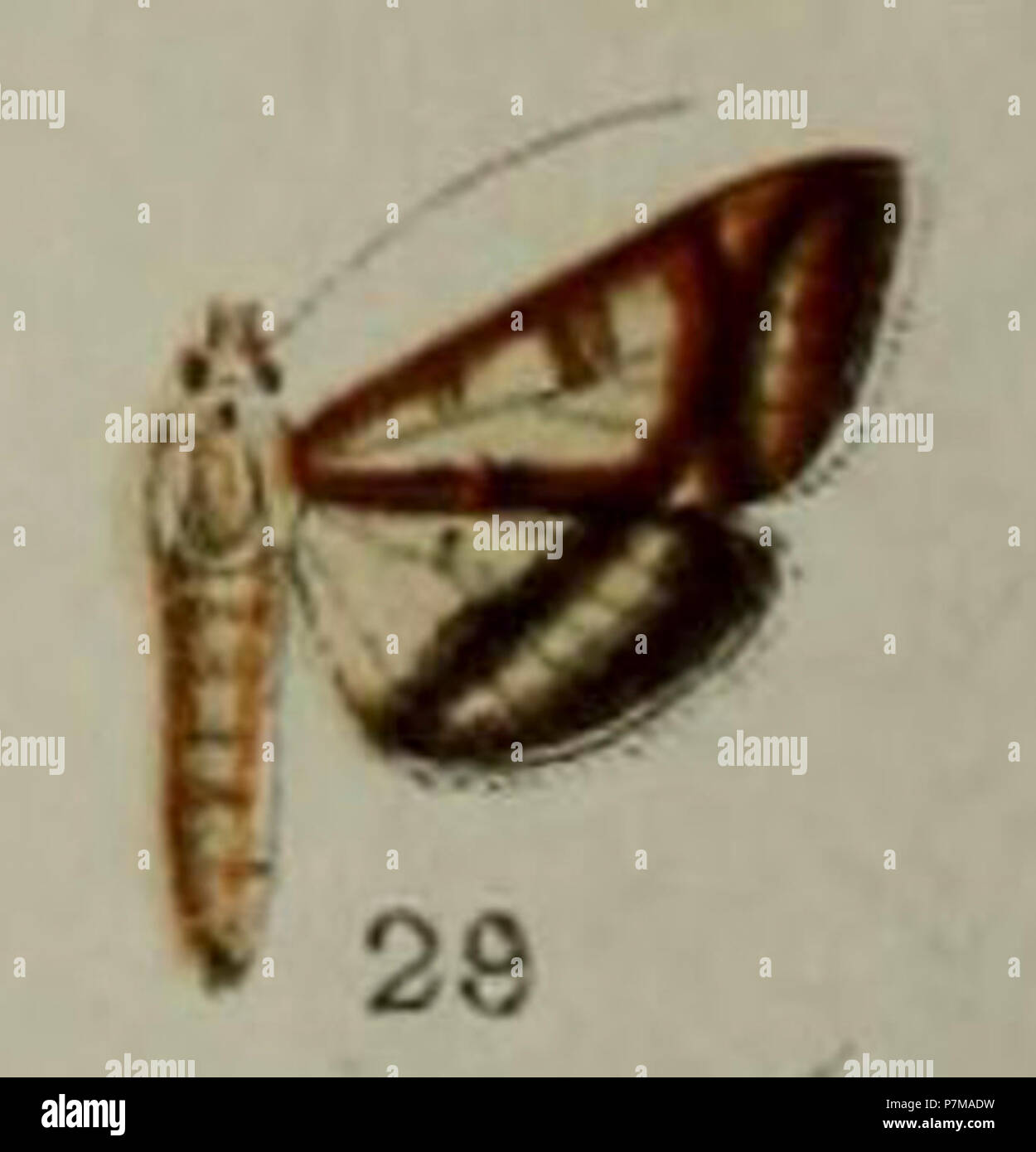 Bocchoris hi-res stock photography and images - Alamy