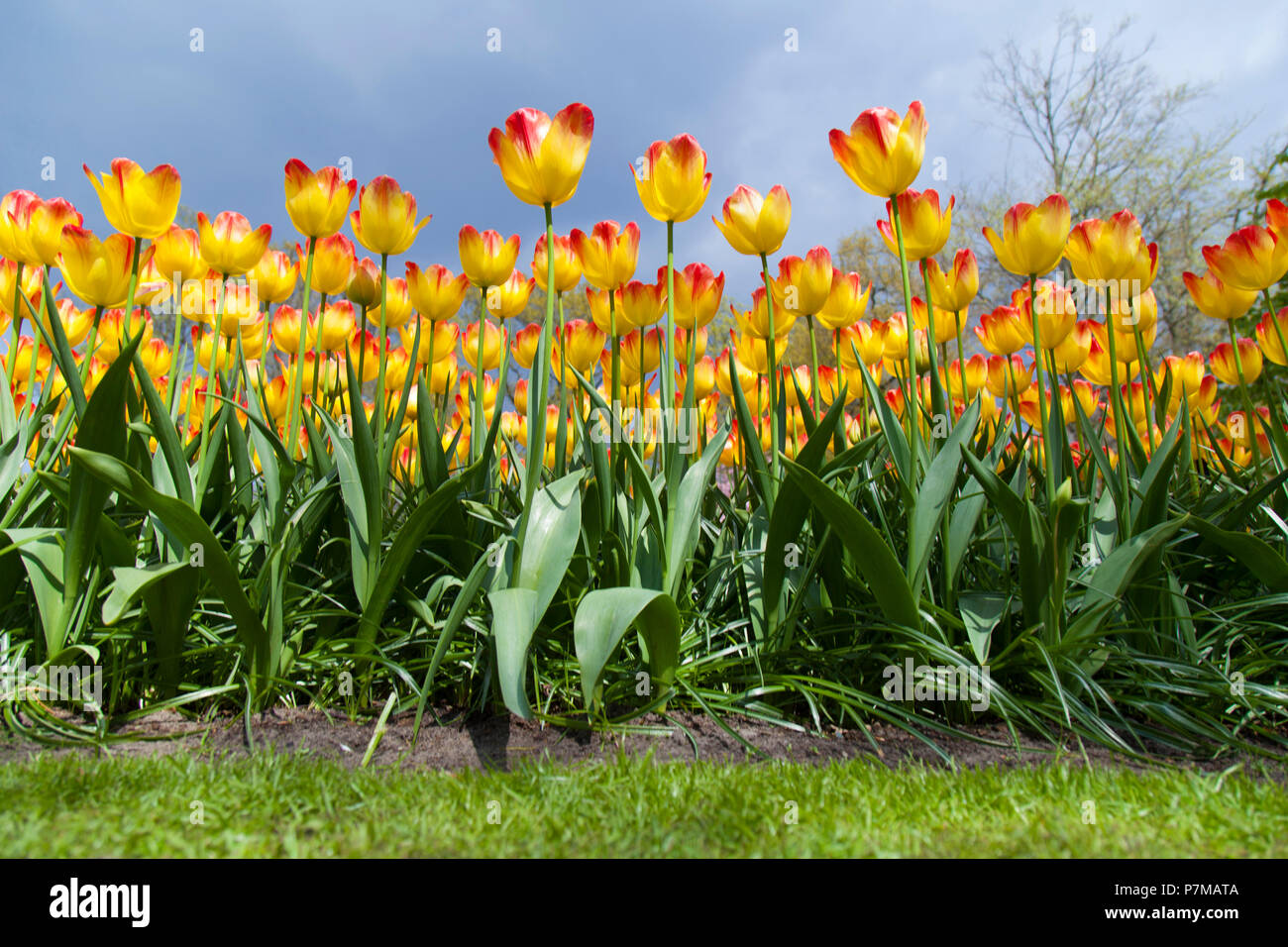 Fresh Beautiful Tulips, flower background Stock Photo - Alamy