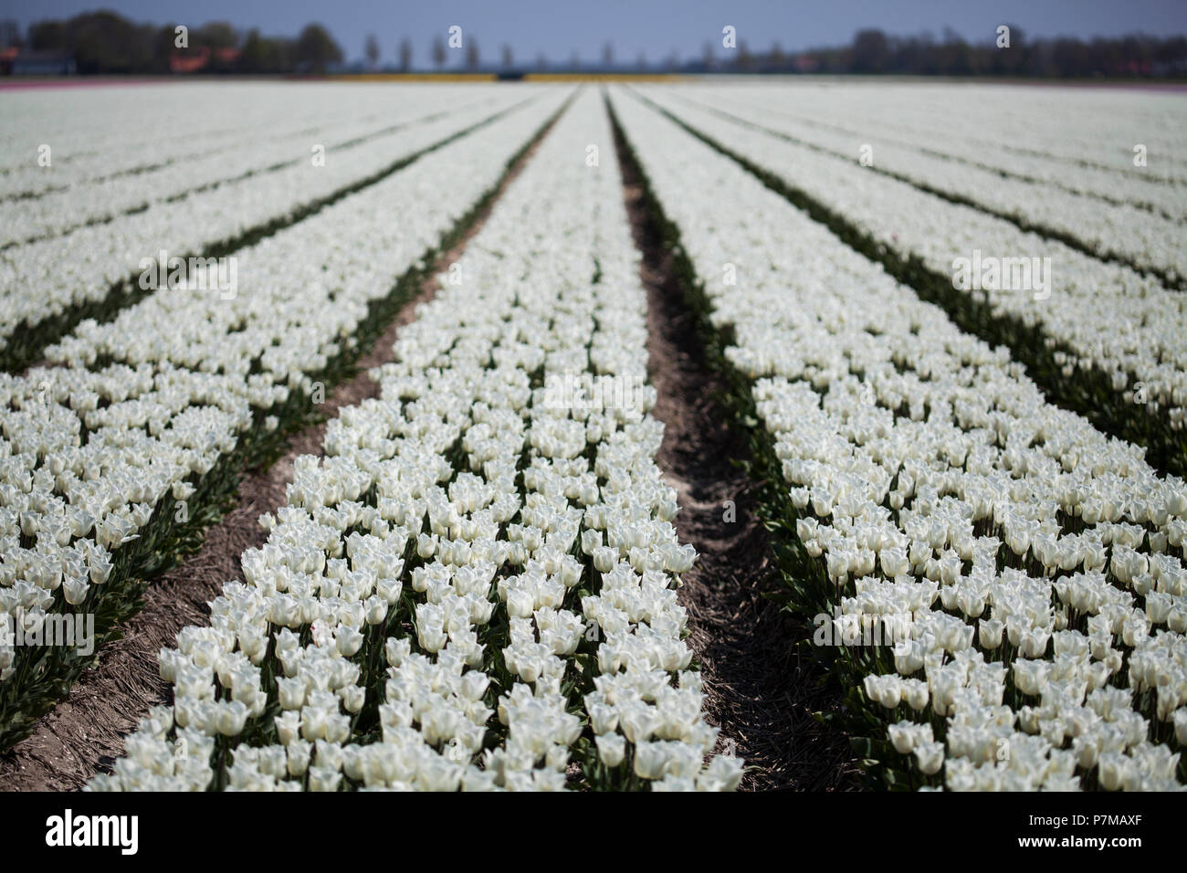 Beautiful spring tulip, flower background Stock Photo - Alamy