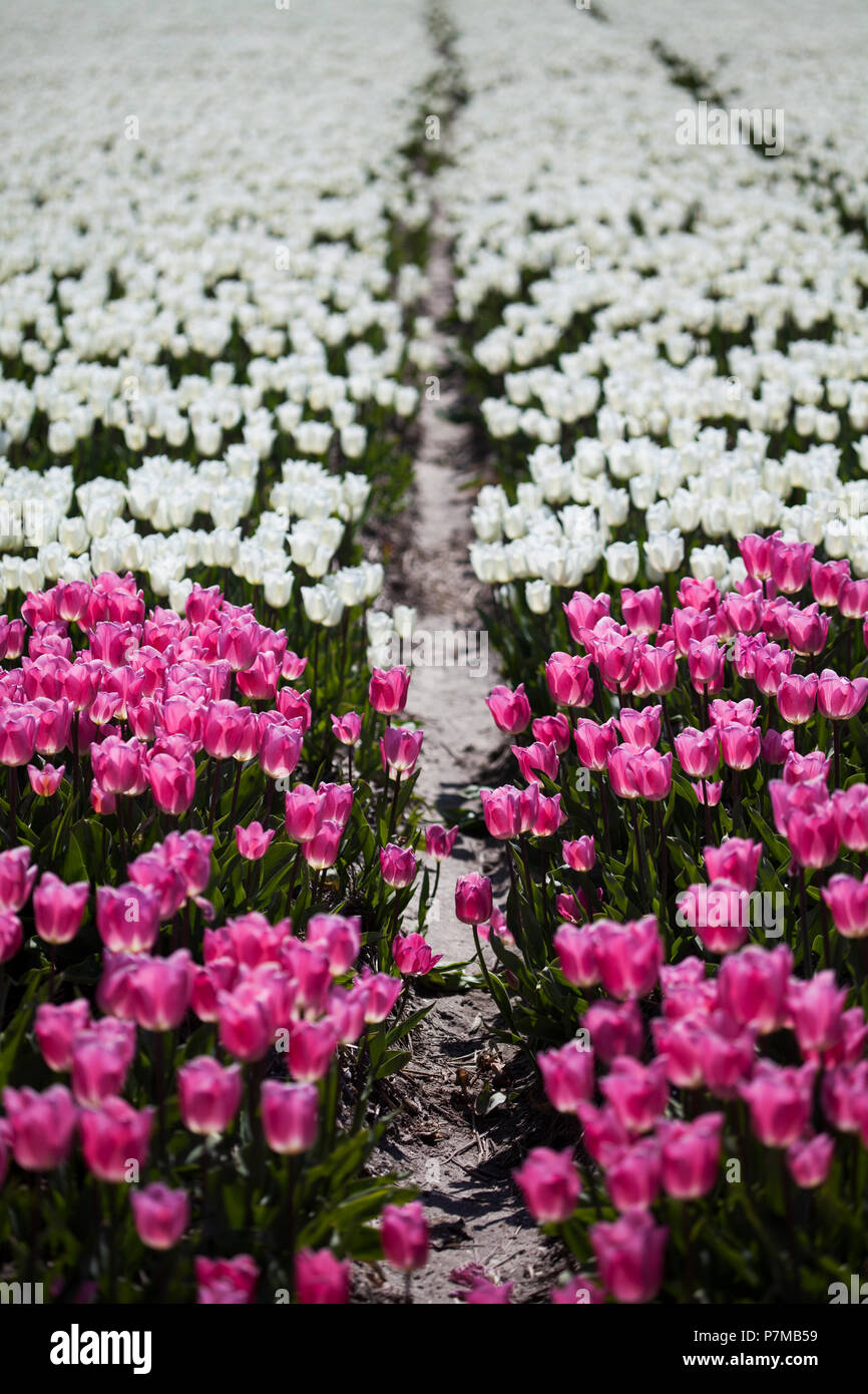 Beautiful spring tulip, flower background Stock Photo - Alamy