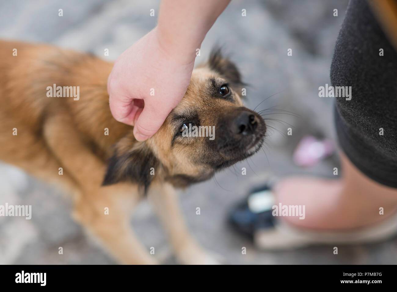 Cubano dog hi-res stock photography and images - Alamy