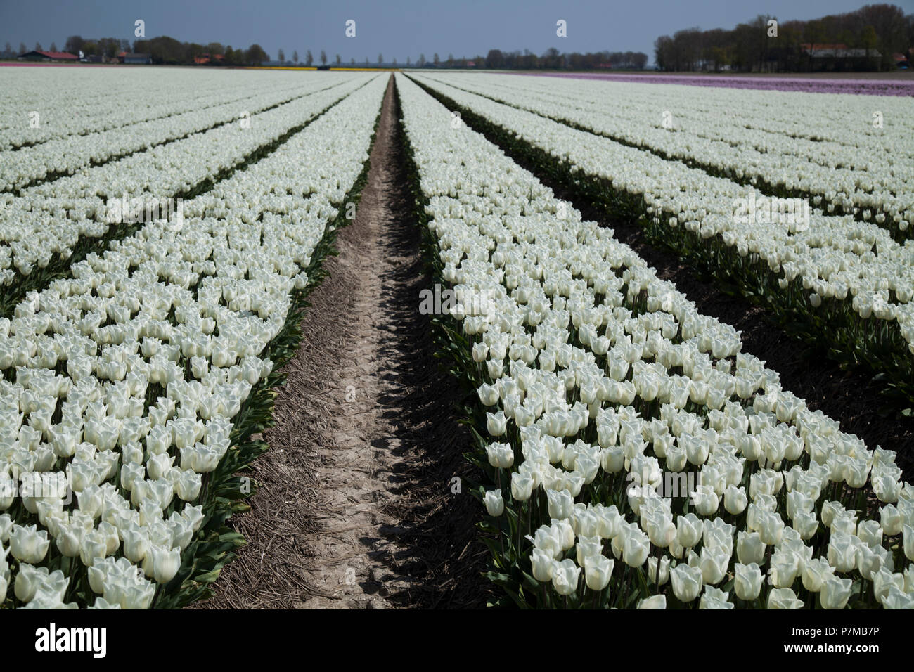 Beautiful spring tulip, flower background Stock Photo - Alamy