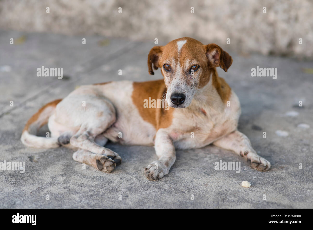 Cubano dog hi-res stock photography and images - Alamy