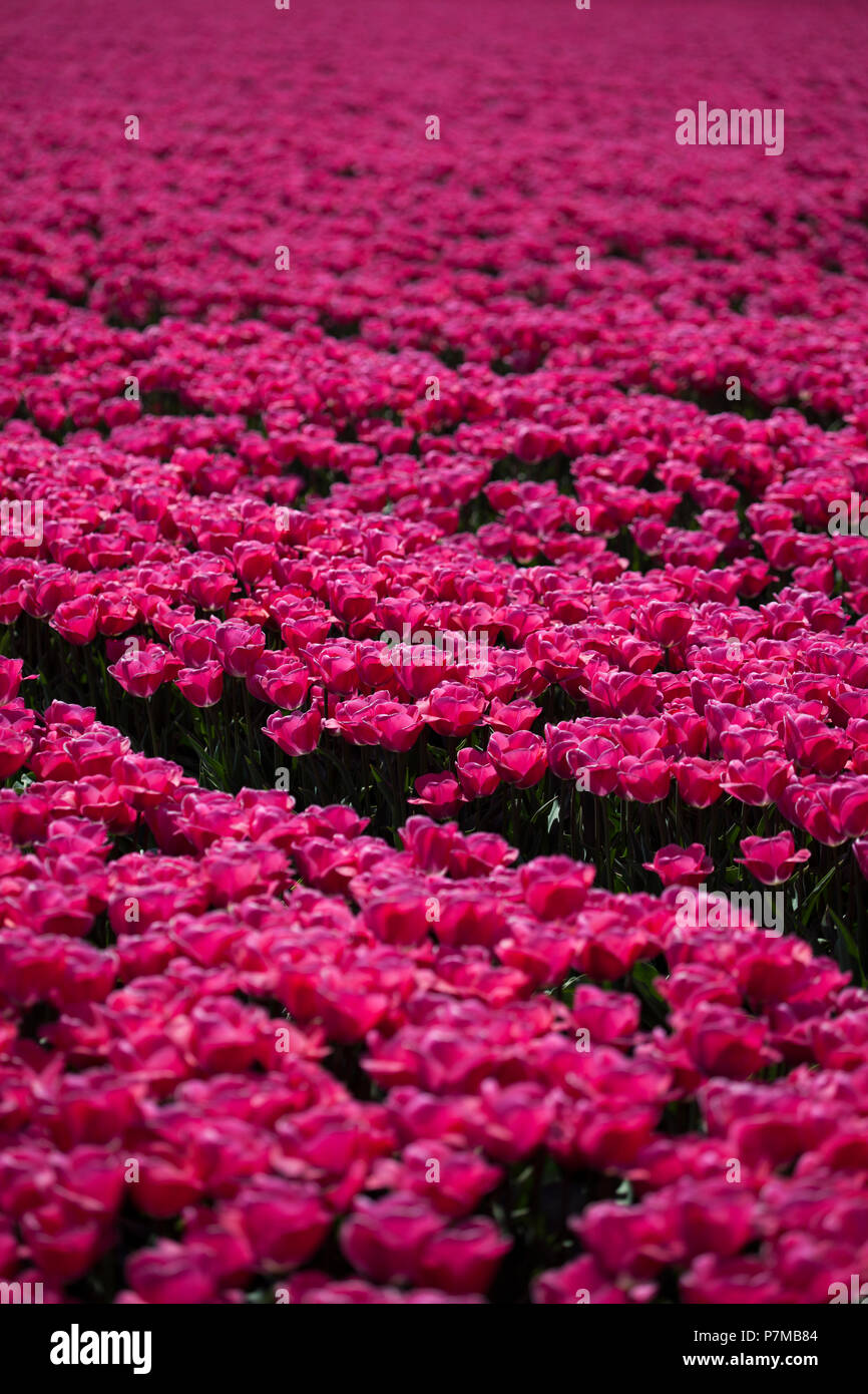Beautiful spring tulip, flower background Stock Photo - Alamy