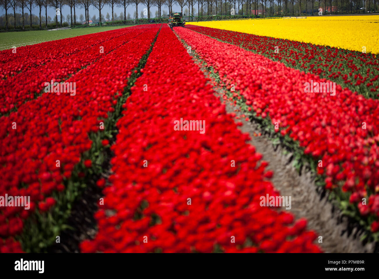 Beautiful spring tulip, flower background Stock Photo - Alamy